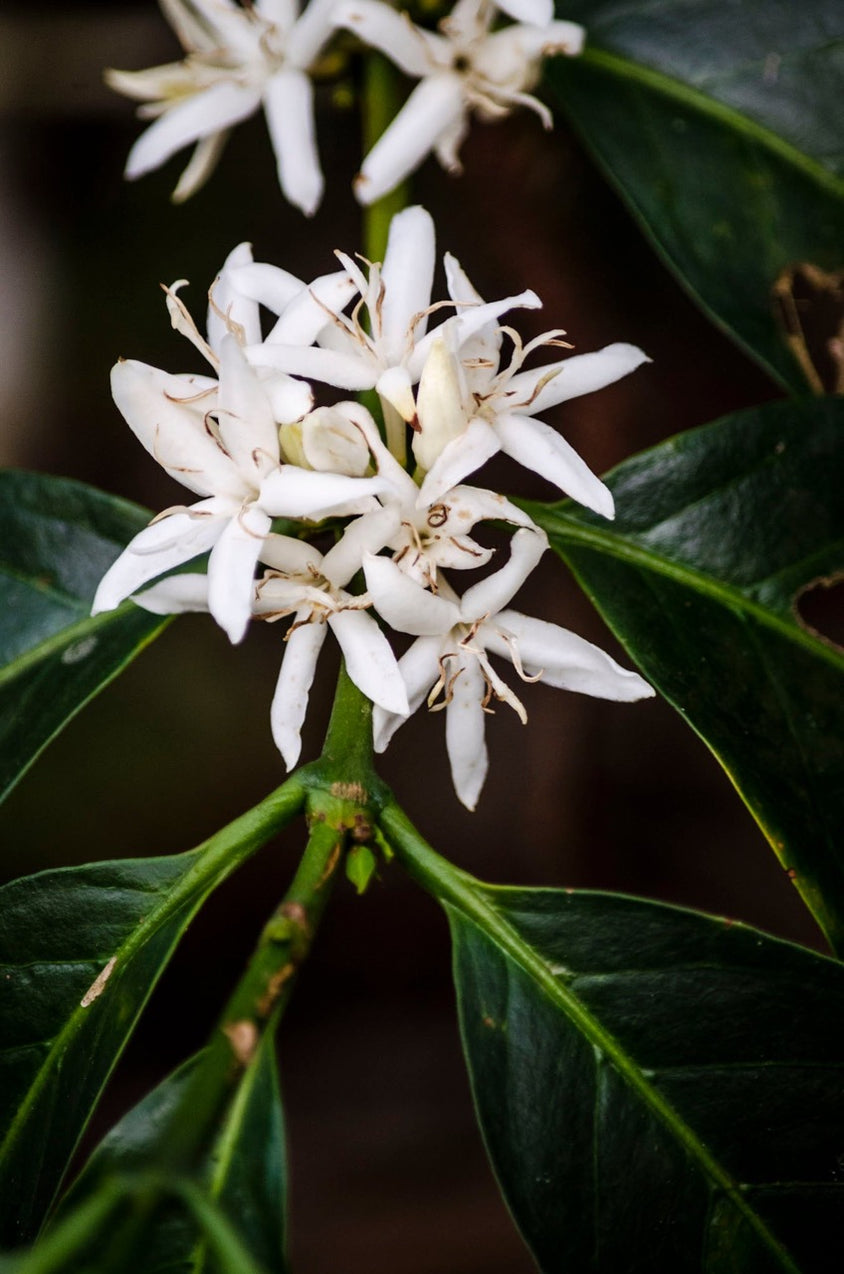 Order decaffeinated organic coffee from Mexico at Süssmund– Süssmund Kaffee